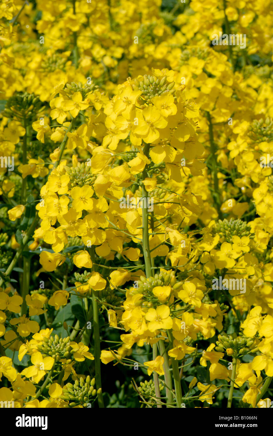 Flowering oilseed rape plants in spring Devon Stock Photo - Alamy