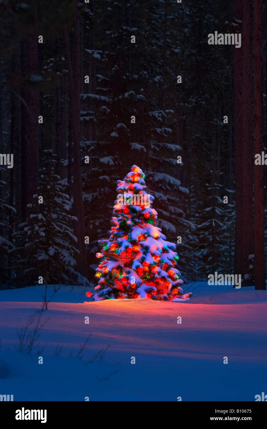 Christmas tree in a forest Stock Photo - Alamy