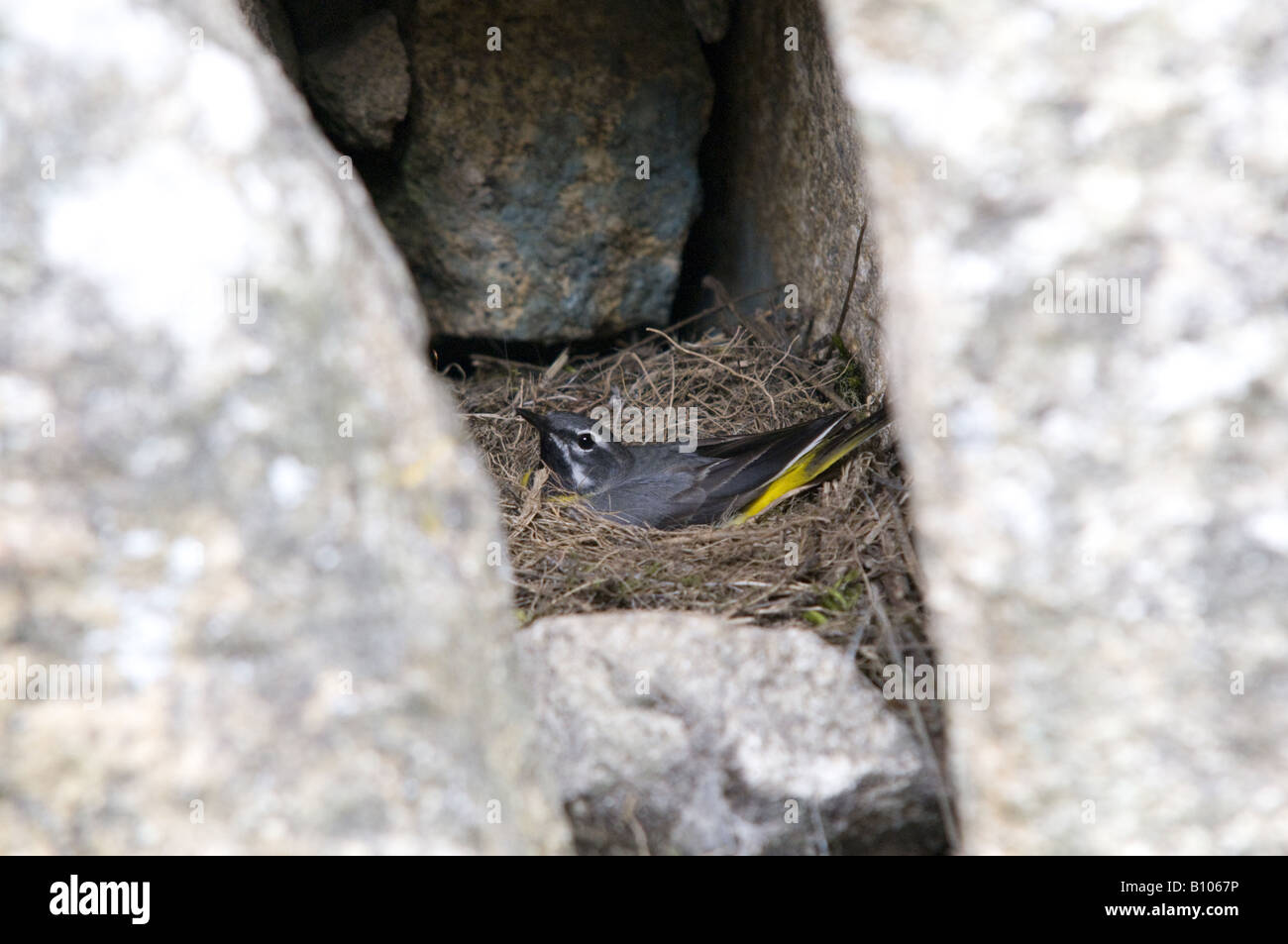 Yellow wagtail nest eggs hi-res stock photography and images - Alamy