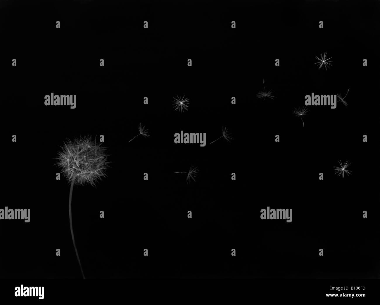 Dandelion puff blowing in the wind Stock Photo - Alamy