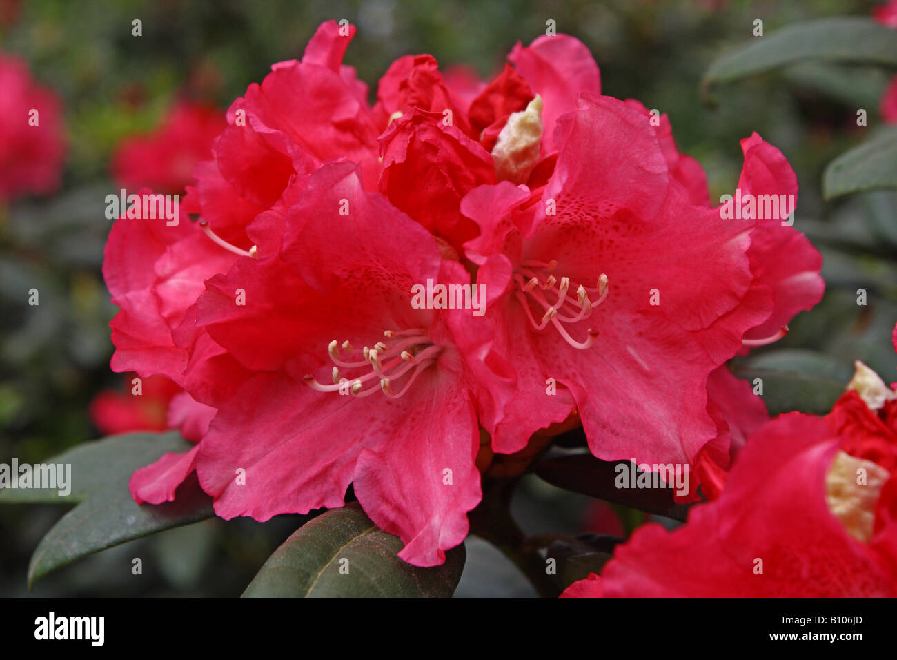 Red Rhododendron flowers blooming Stock Photo - Alamy