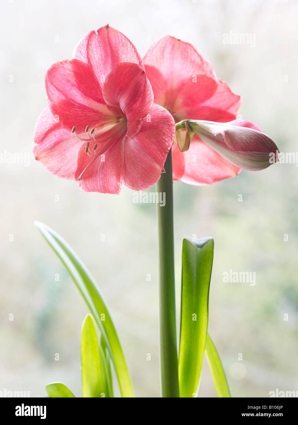 Peduncle pedicel hi-res stock photography and images - Alamy