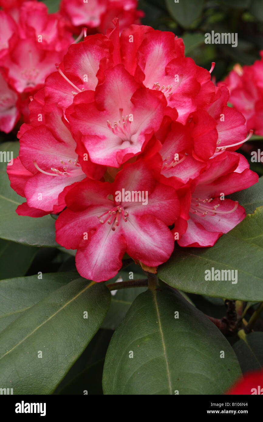 Red Rhododendron "Kalinka" flowers blooming Stock Photo - Alamy