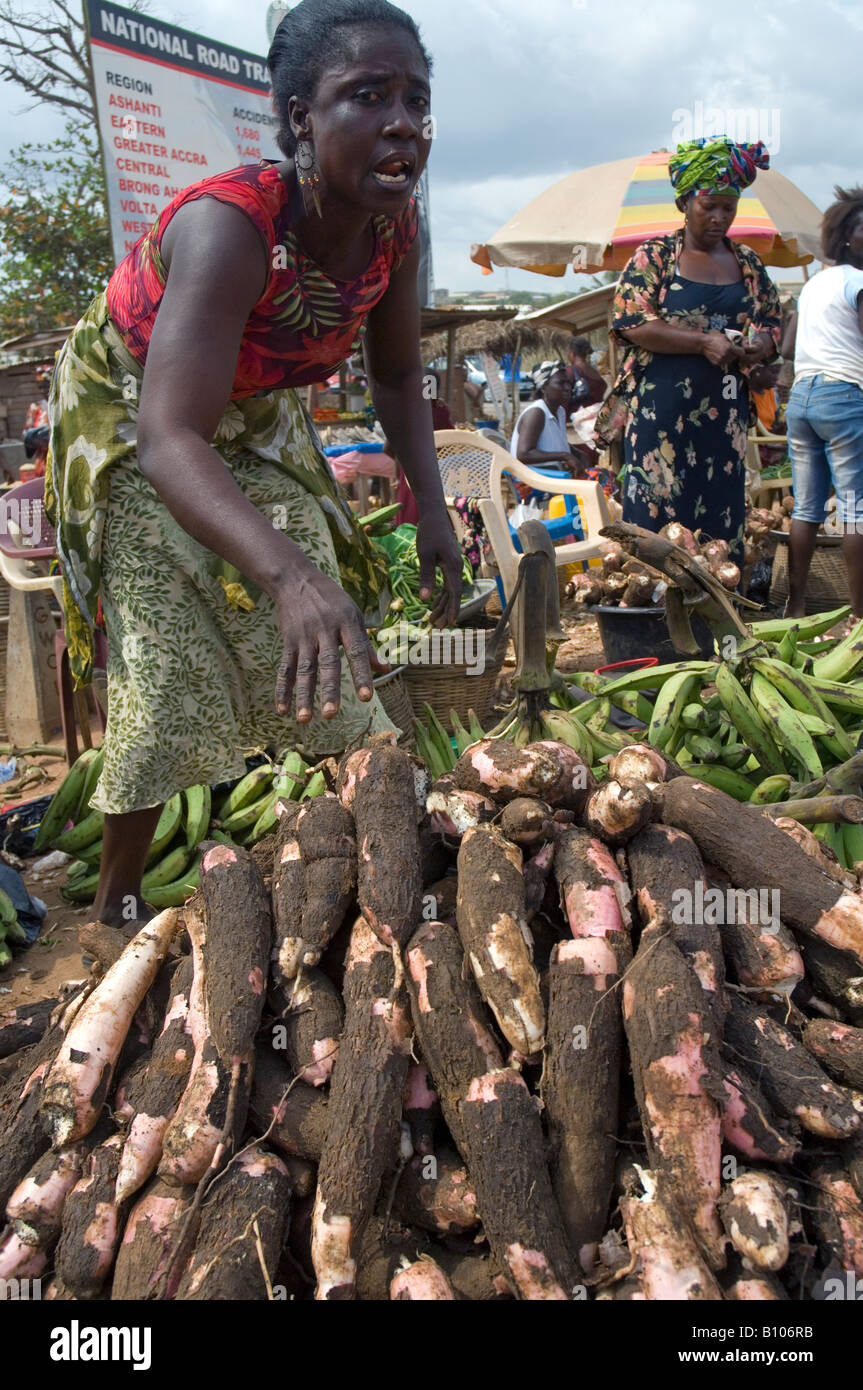 Sell casava cassava manihot ghana hi-res stock photography and images ...