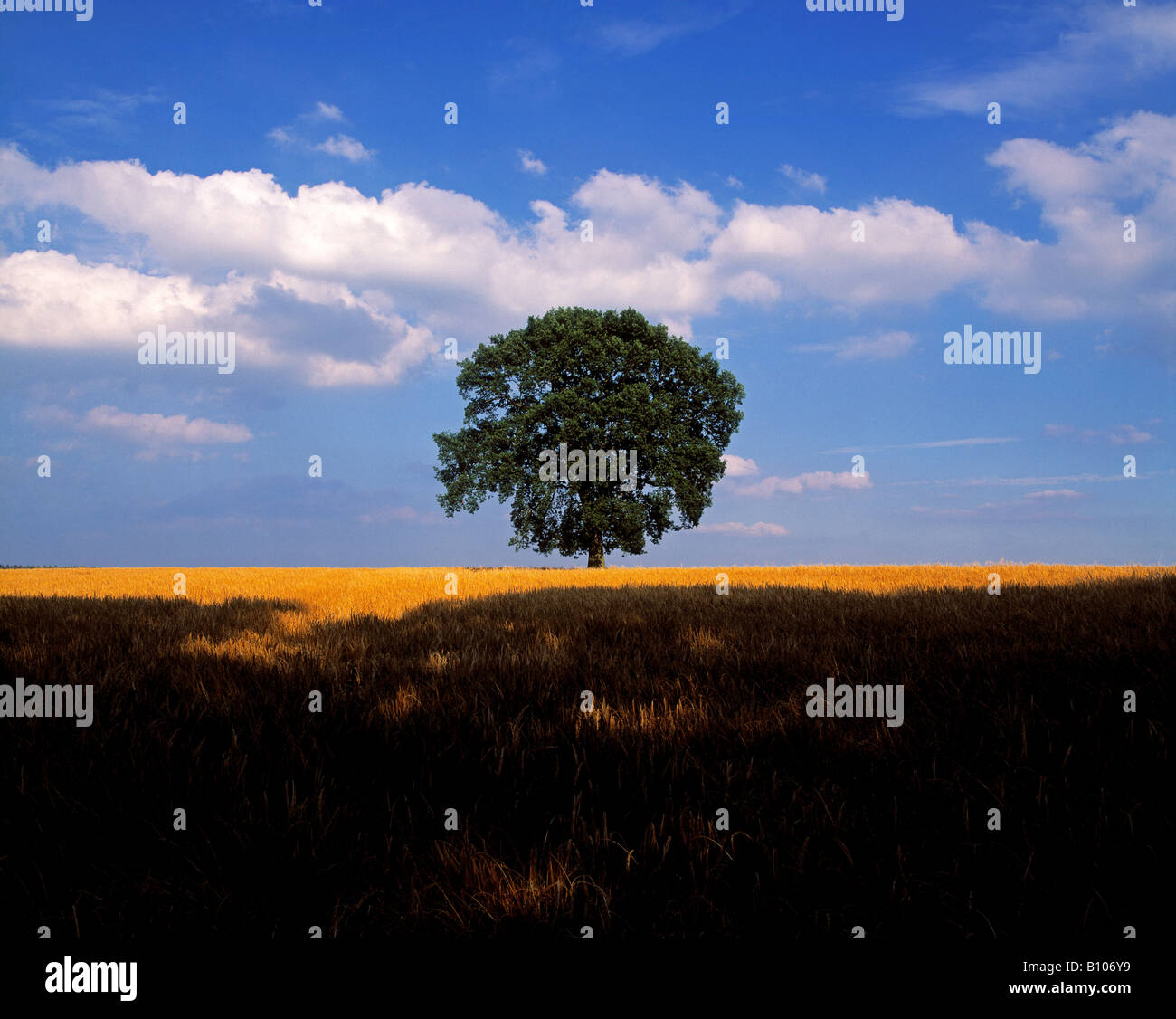 Oak tree in a barley field, Ireland Stock Photo - Alamy