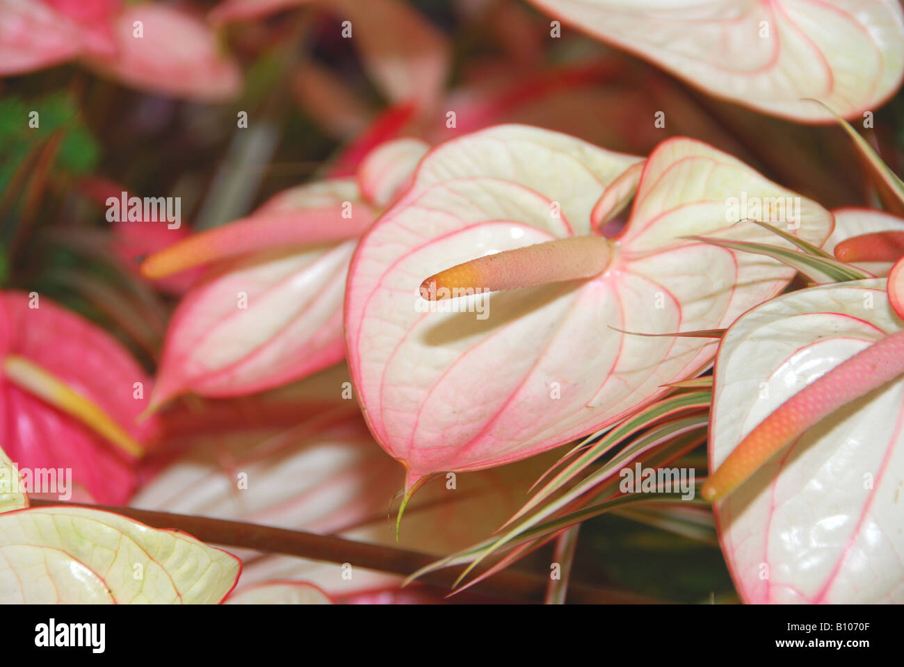 Pink anthurium flower spadix hi-res stock photography and images - Alamy