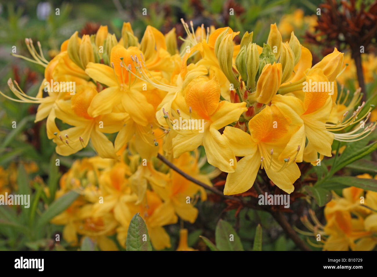 Yellow azalea Rhododendron luteum flowers blooming Stock Photo - Alamy