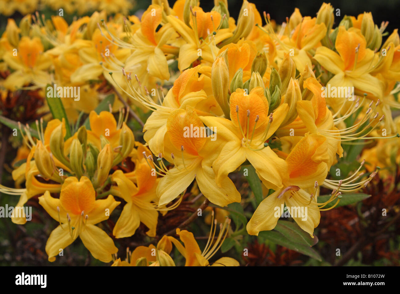 Yellow azalea Rhododendron luteum flowers blooming Stock Photo - Alamy