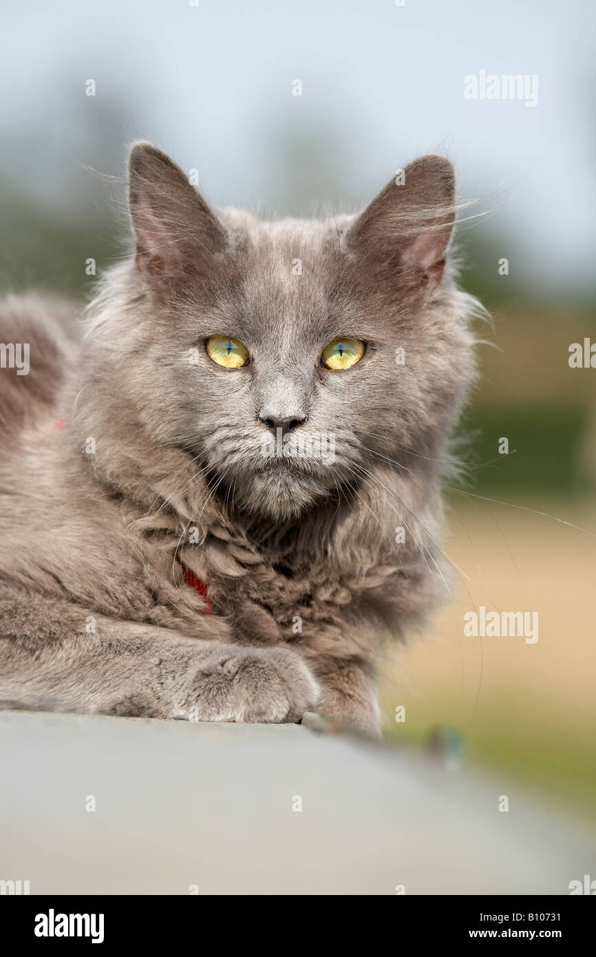Blue Maine Coon cat Stock Photo - Alamy