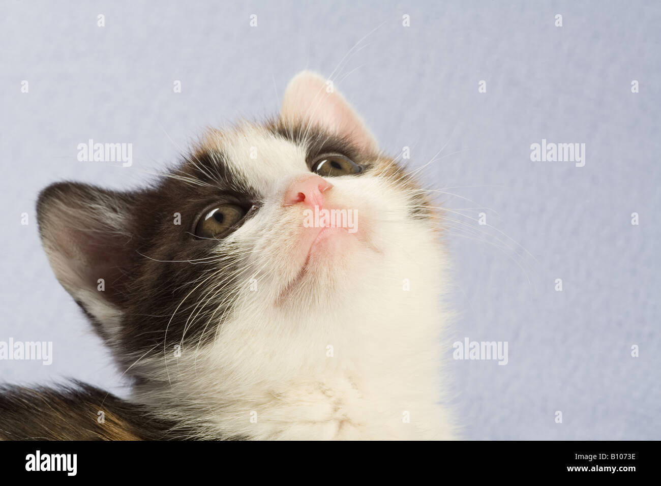 spotted kitten looking up isolated Stock Photo - Alamy
