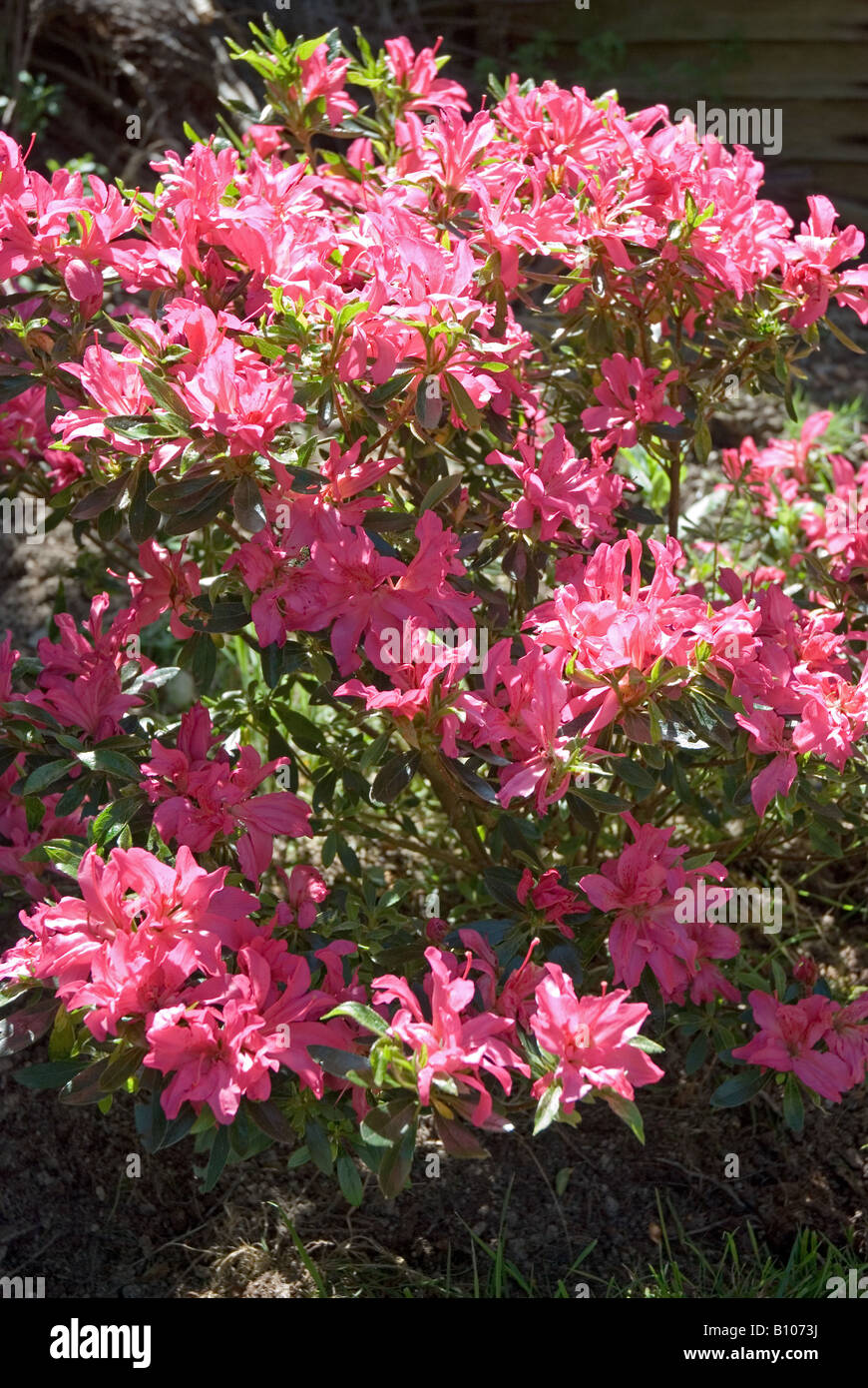 Azalea "Rosa King Stock Photo - Alamy