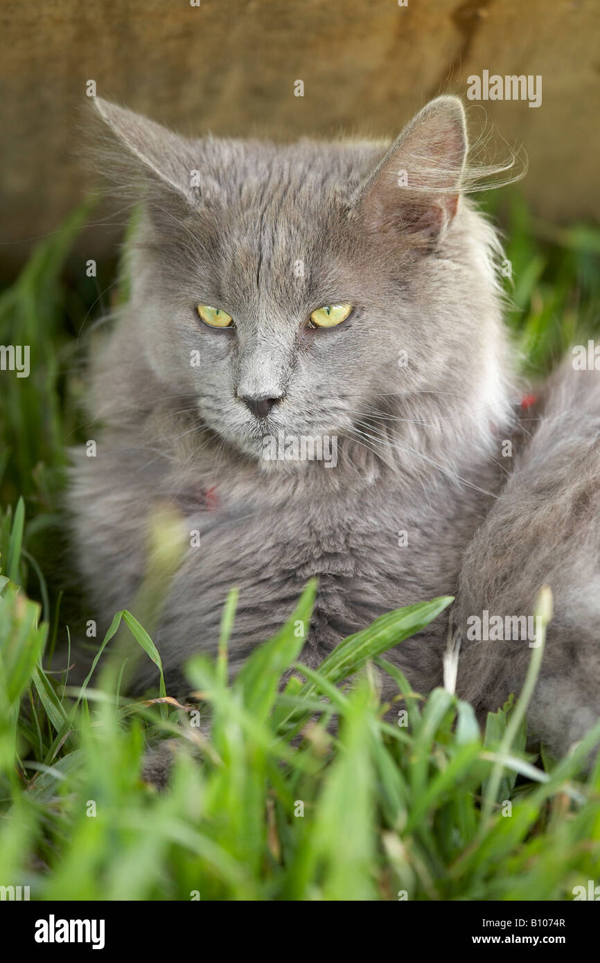 Blue Maine Coon cat Stock Photo - Alamy
