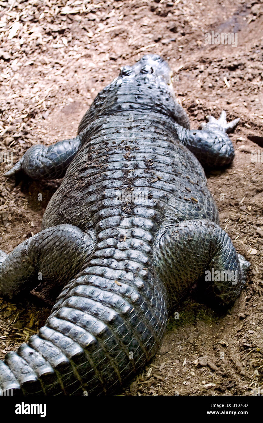 picture of the alligator on the sun Stock Photo - Alamy