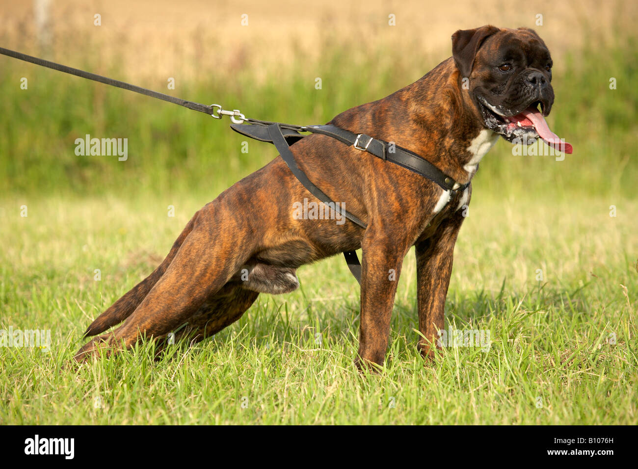 Boxer at training Stock Photo - Alamy