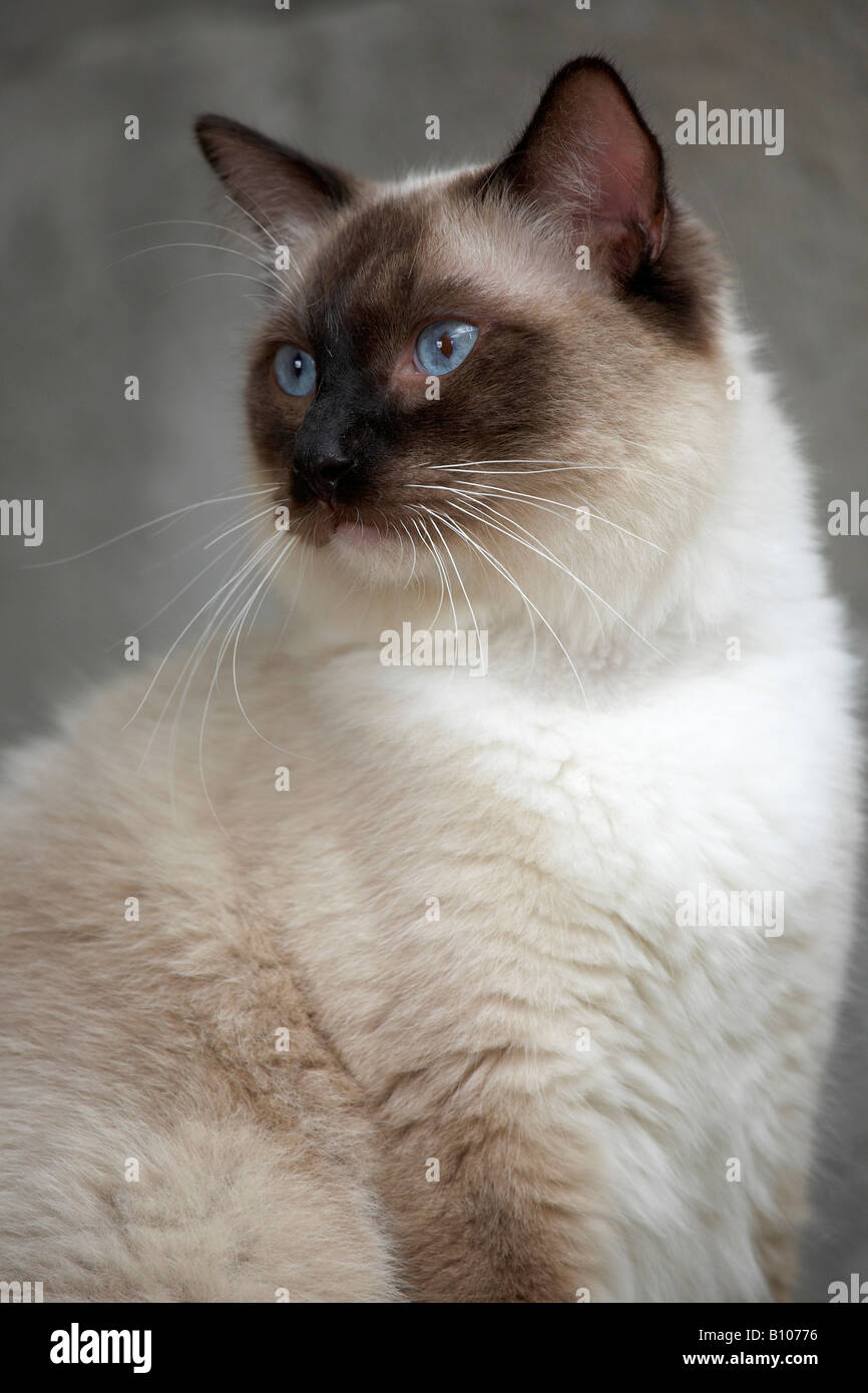 Young Ragdoll cat Stock Photo - Alamy
