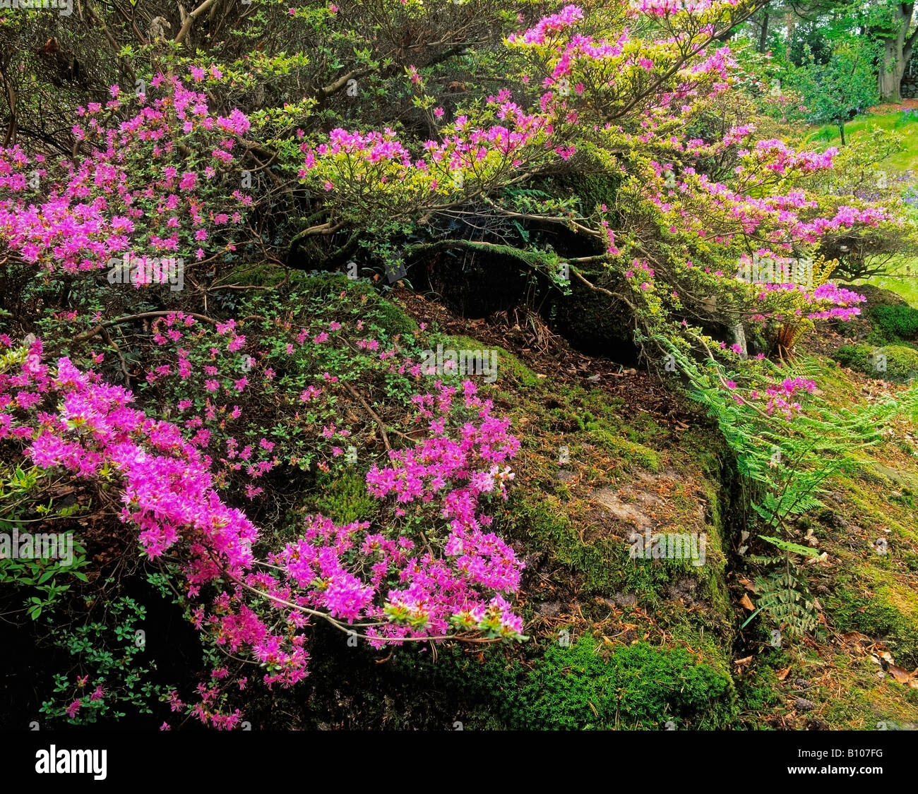 Mosses and flowers hi-res stock photography and images - Alamy
