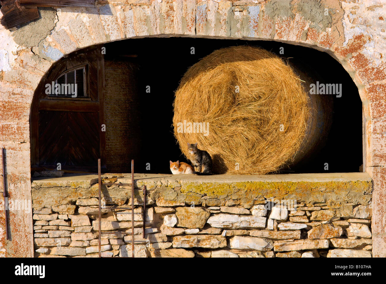 Two cats sitting on the edge of the wall of a barn on a farm. A ...