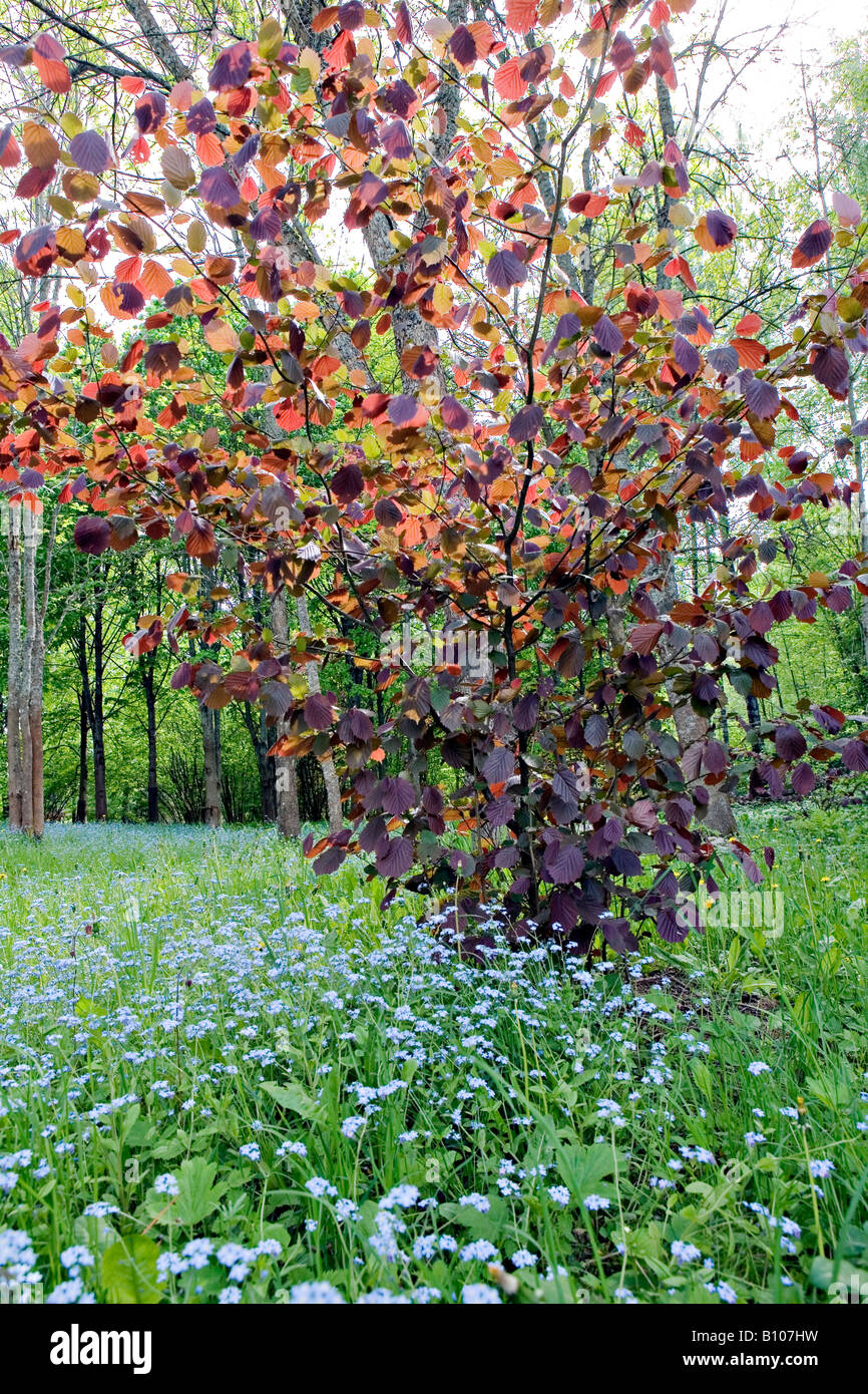 Hazel nut tree hi-res stock photography and images - Alamy