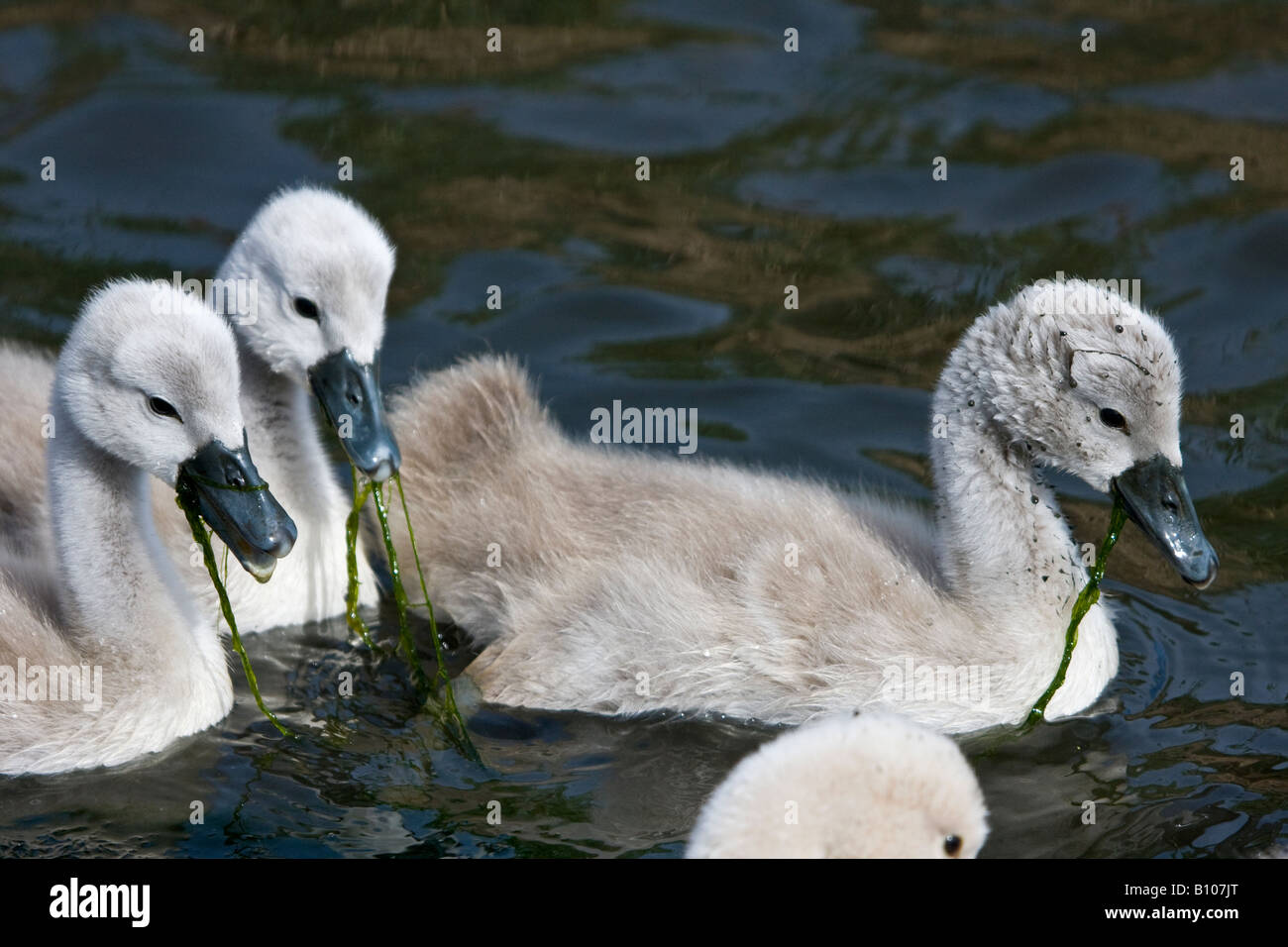 Mute Swan goslings eating swamp grass Stock Photo - Alamy