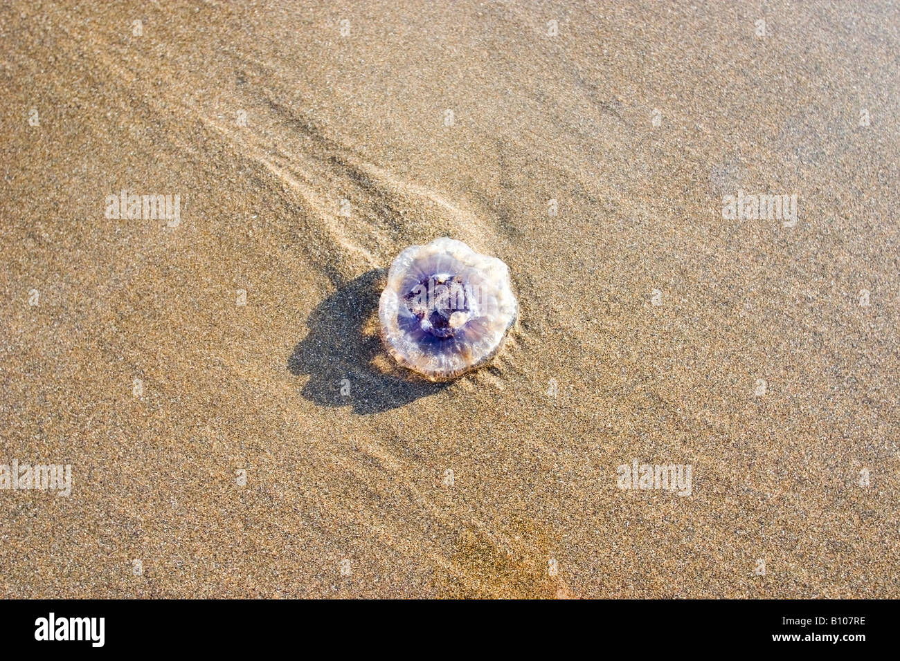 Jellyfish on sand Stock Photo - Alamy