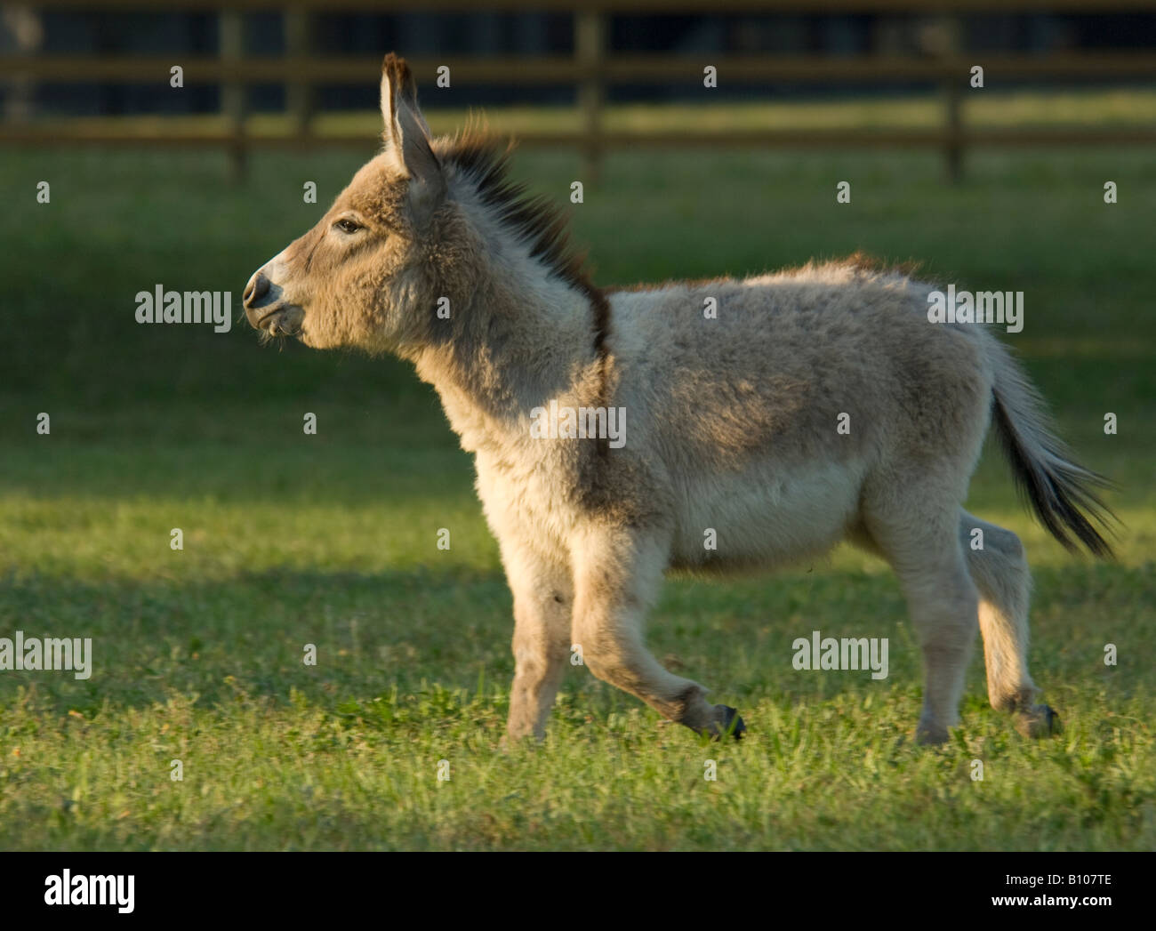 Miniature Sicilian Donkey weanling running alone in open paddock Stock ...