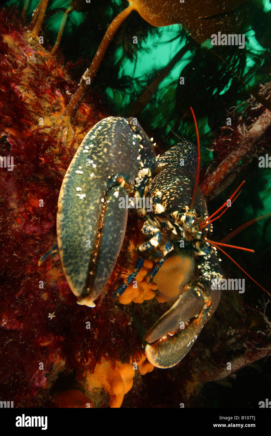 Gammarus Shrimp High Resolution Stock Photography and Images - Alamy