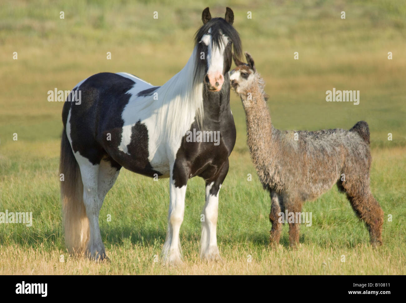 Llama Horse