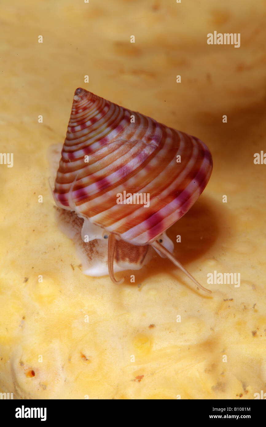 Atlantic ocean sea snail hi-res stock photography and images - Alamy