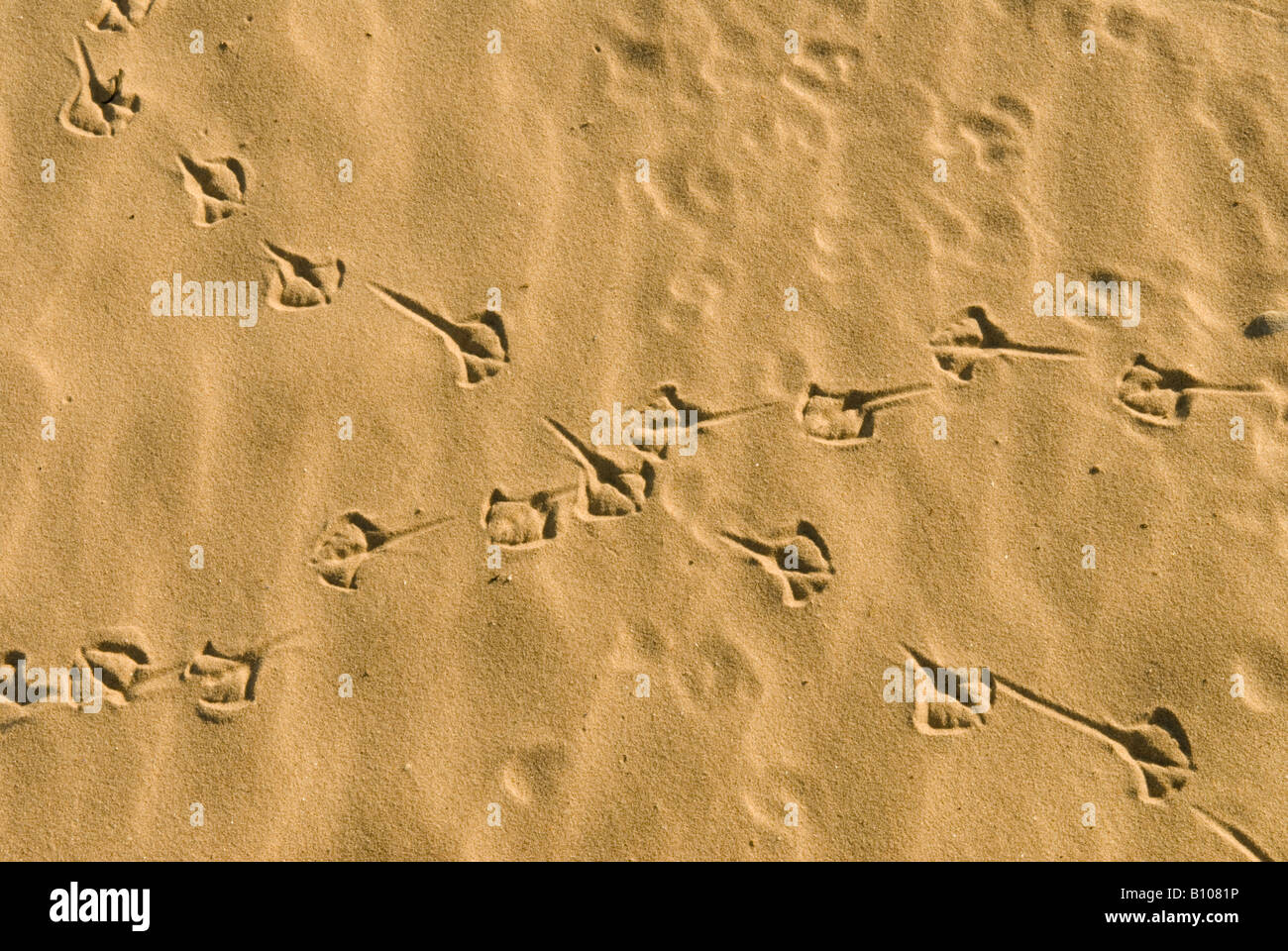 Seabird footprints hi-res stock photography and images - Alamy