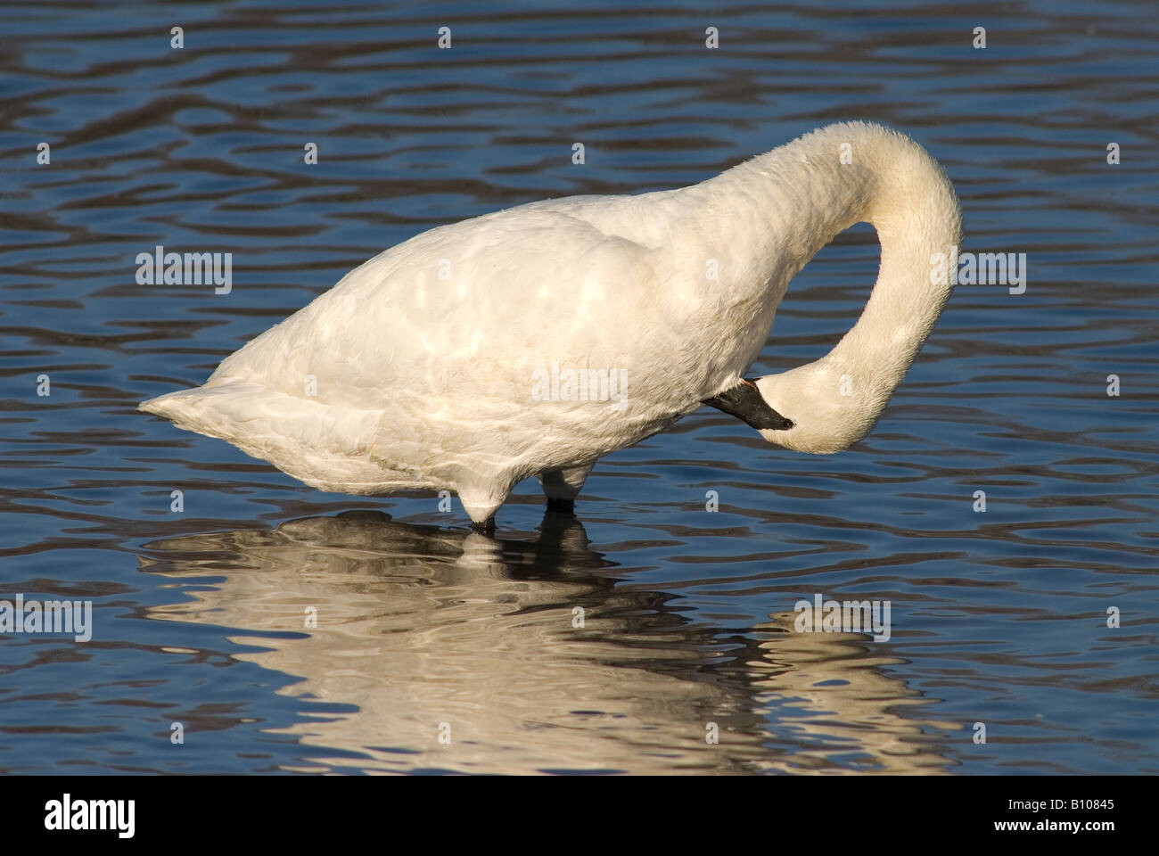 Swan life cycle hi-res stock photography and images - Alamy