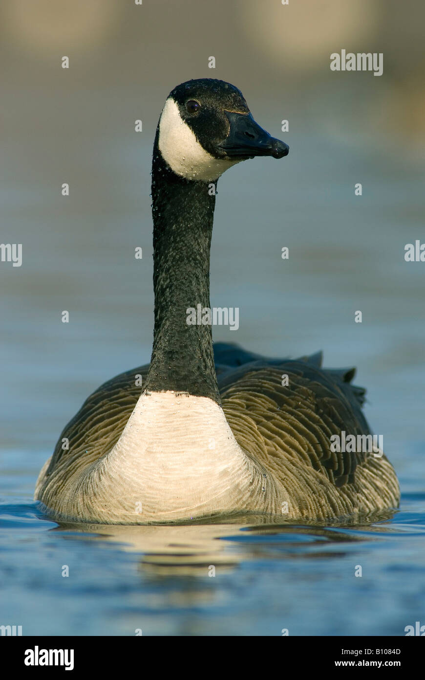 Elegant picture of canadian goose hi-res stock photography and images ...