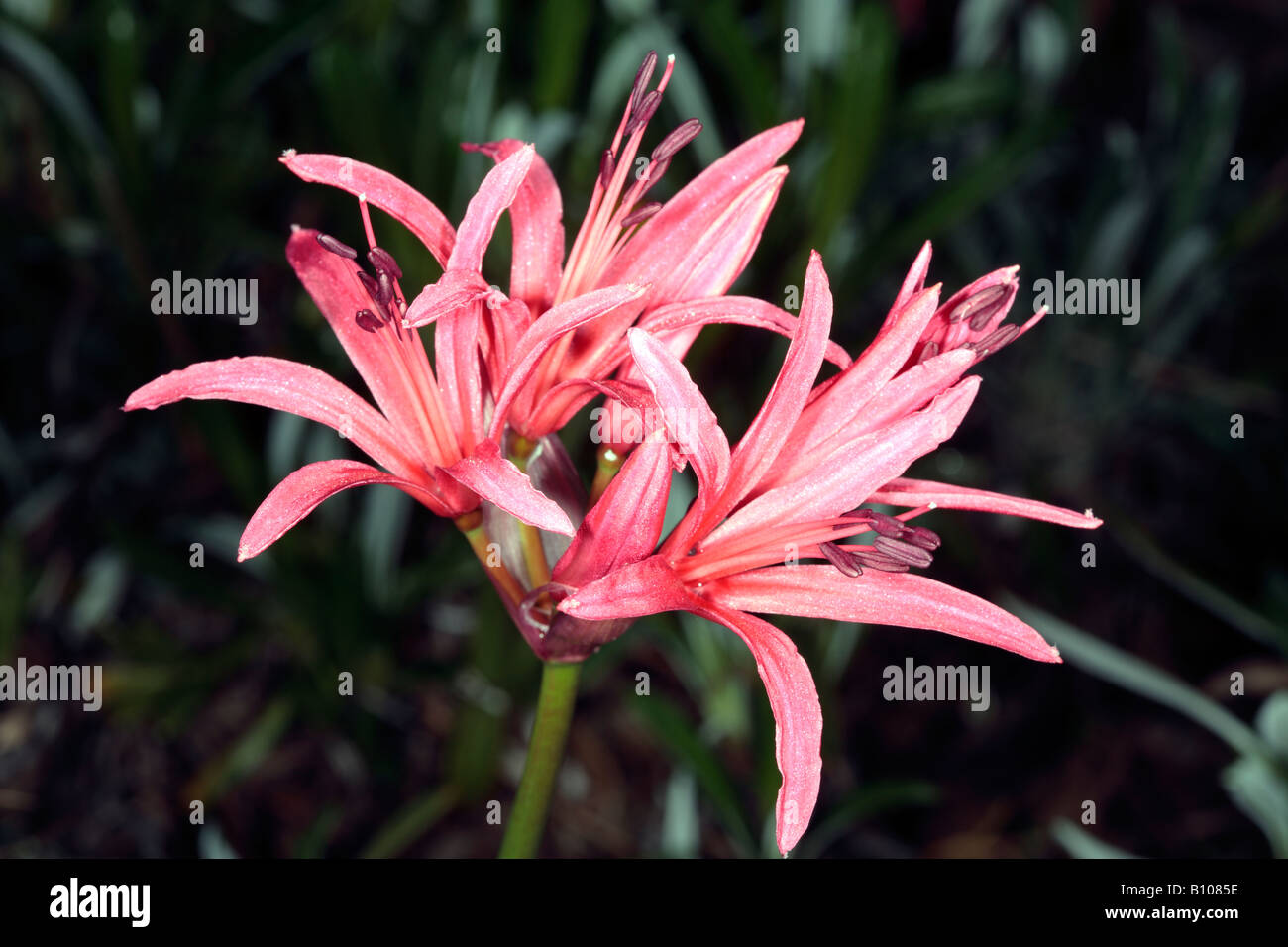 Guernsey lily nerine sarniensis hi-res stock photography and images - Alamy
