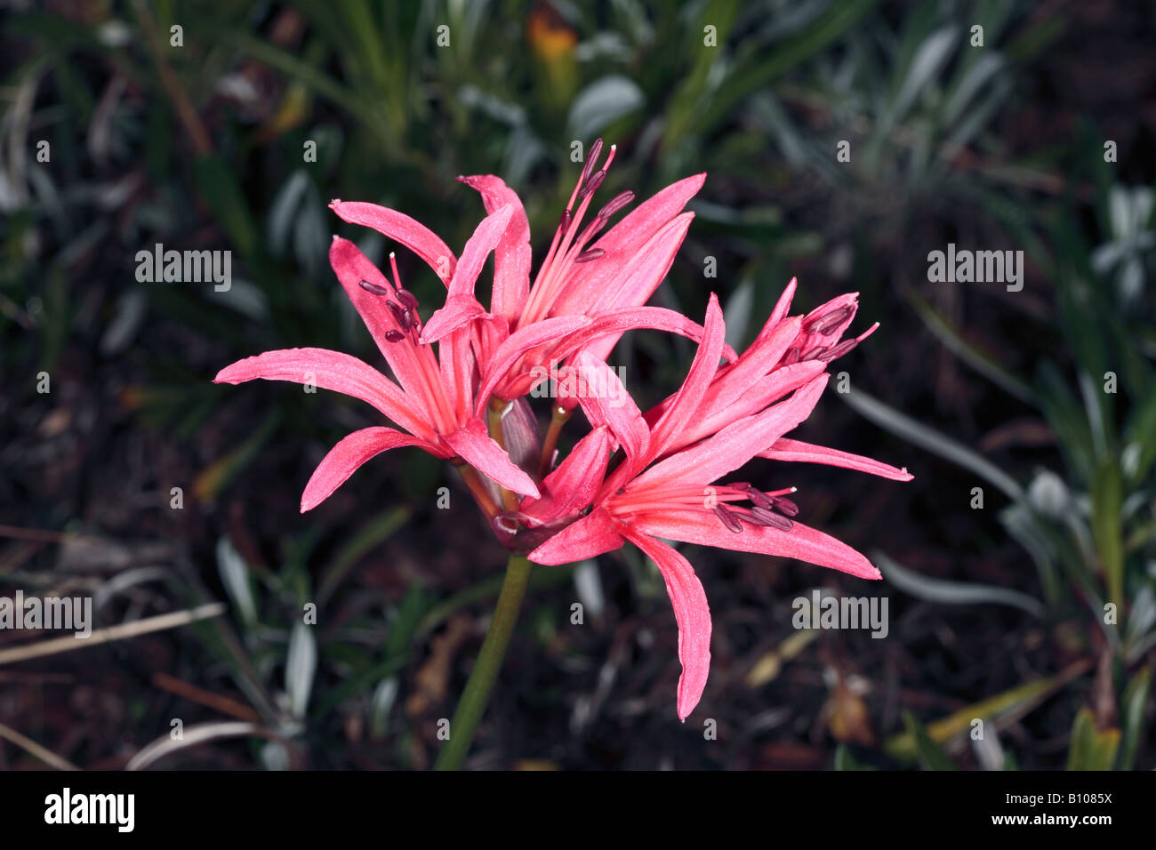Guernsey lily nerine sarniensis hi-res stock photography and images - Alamy