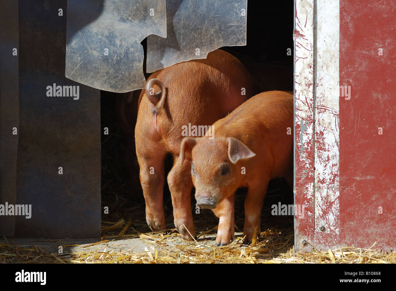 Duroc piglet hi-res stock photography and images - Alamy