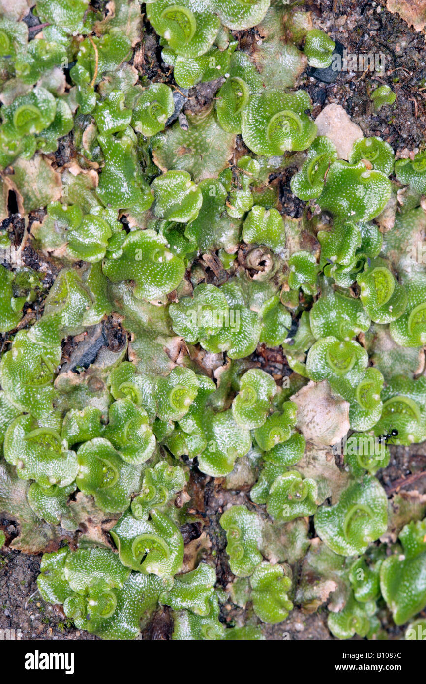 Thallose liverwort hi-res stock photography and images - Alamy