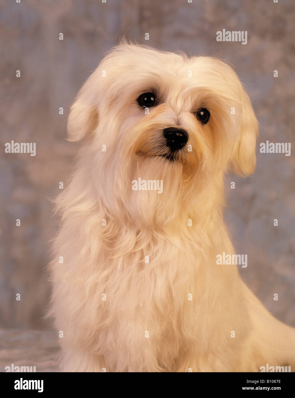 Maltesedog hi-res stock photography and images - Alamy