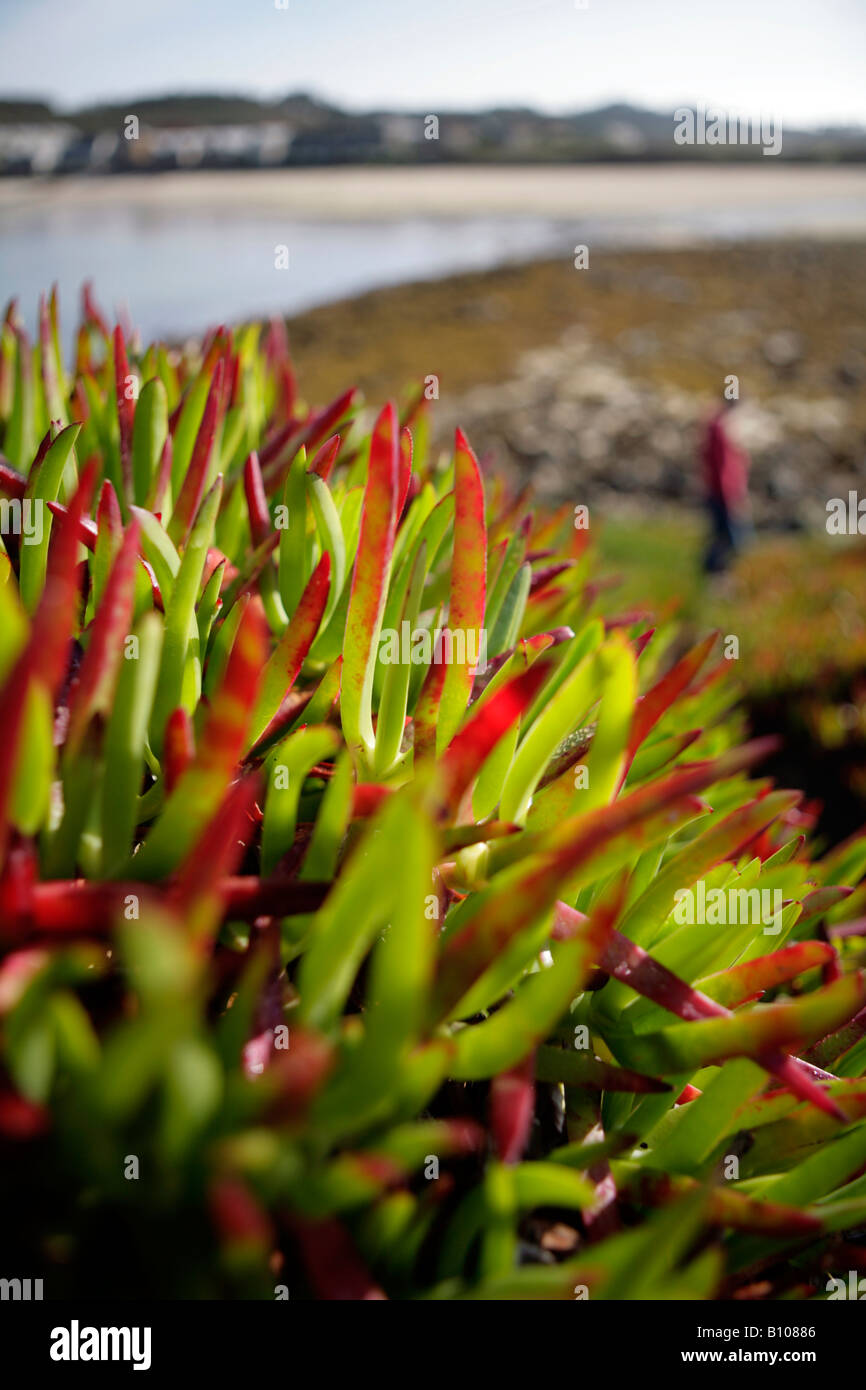 Hottentot Fig / Sea Fig growing on Tresco, Scilly Isles UK Stock Photo ...