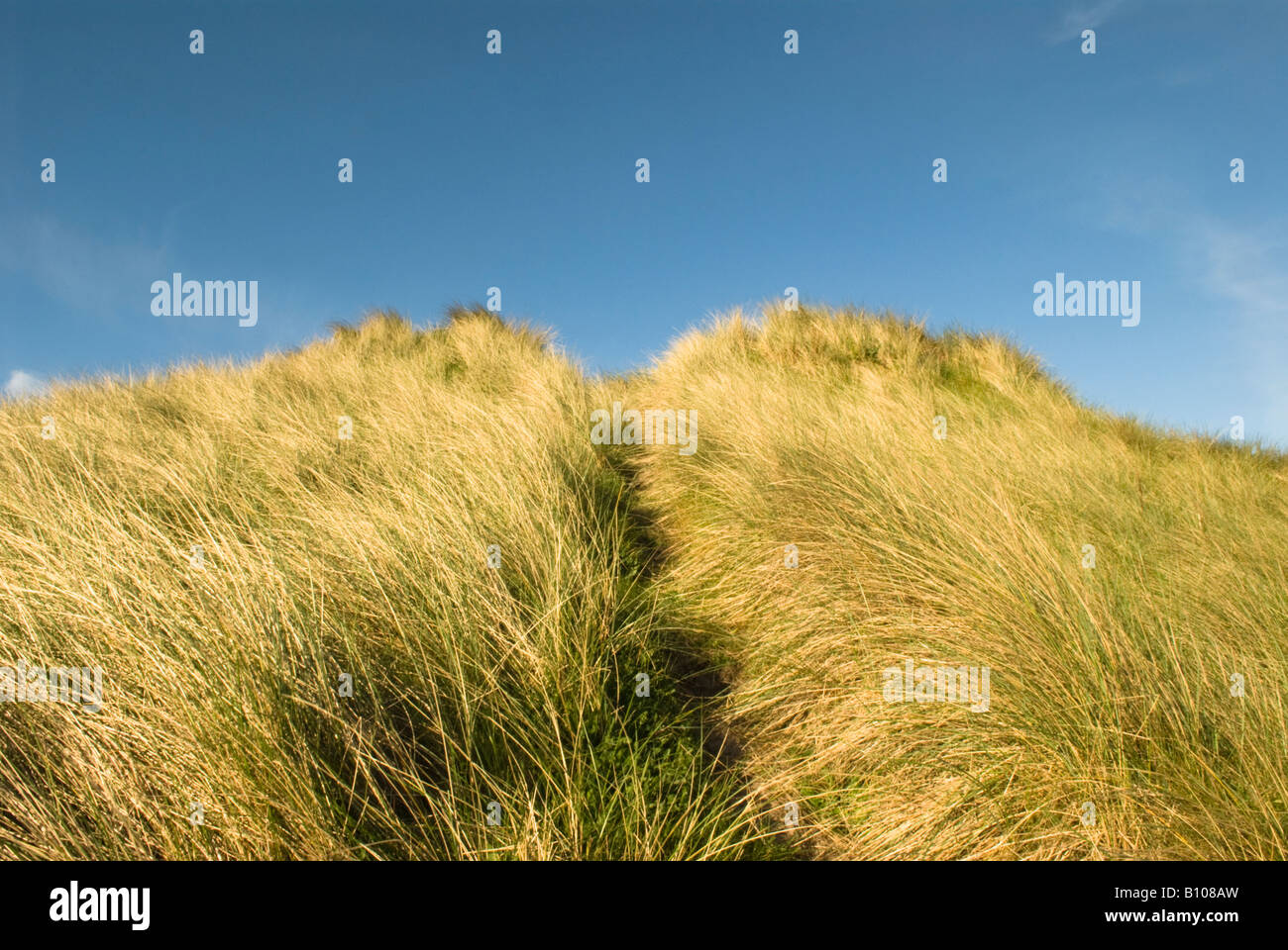 St Aidan's Dunes, path through marram grass on large dome of a dune ...