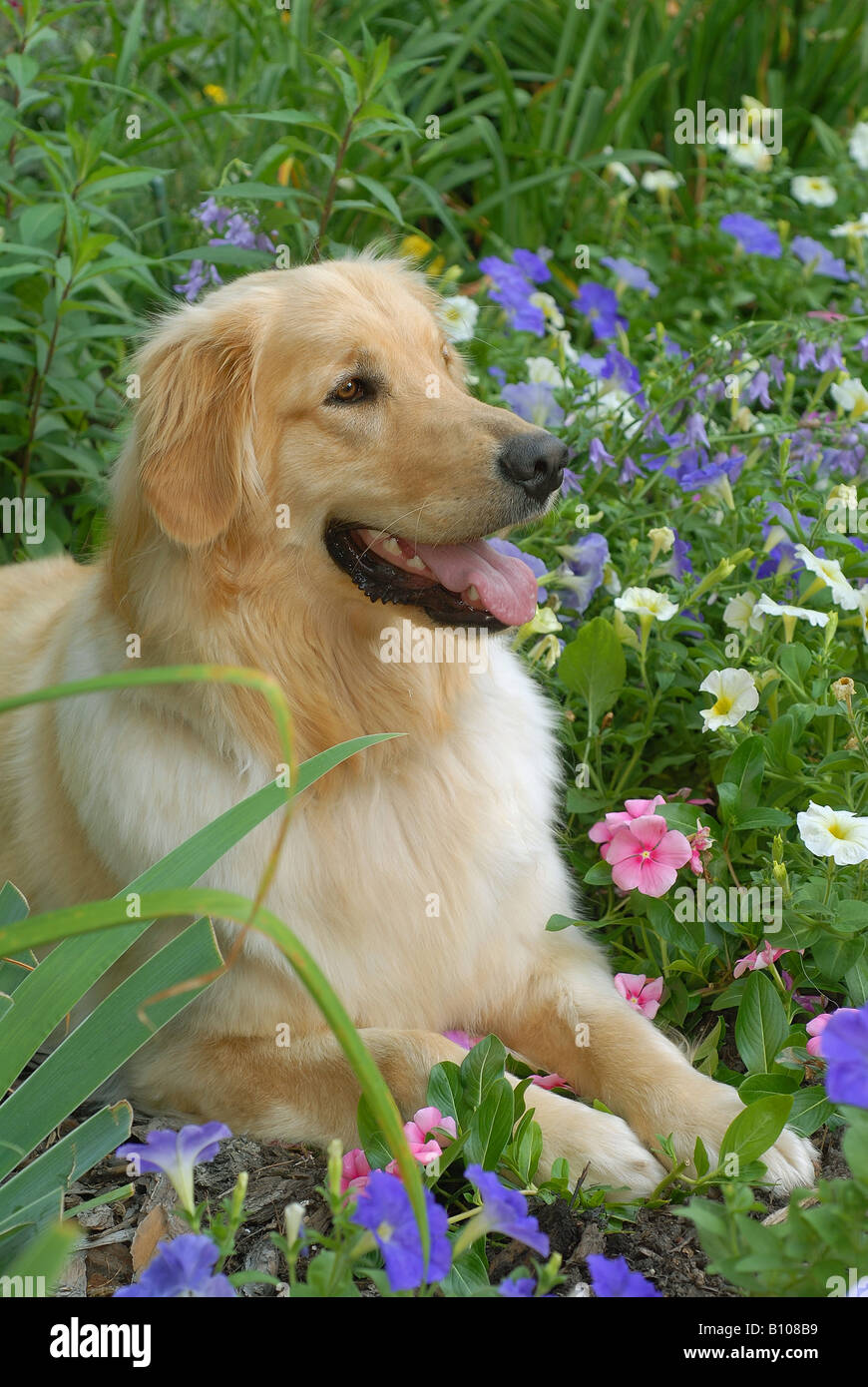 Tan golden retriever hi-res stock photography and images - Alamy
