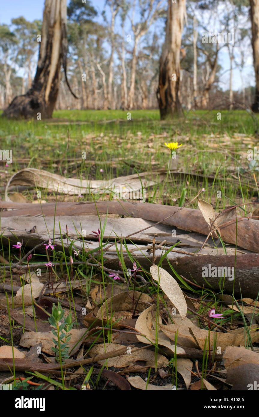 Australian spring wildflowers on forest floor Stock Photo - Alamy