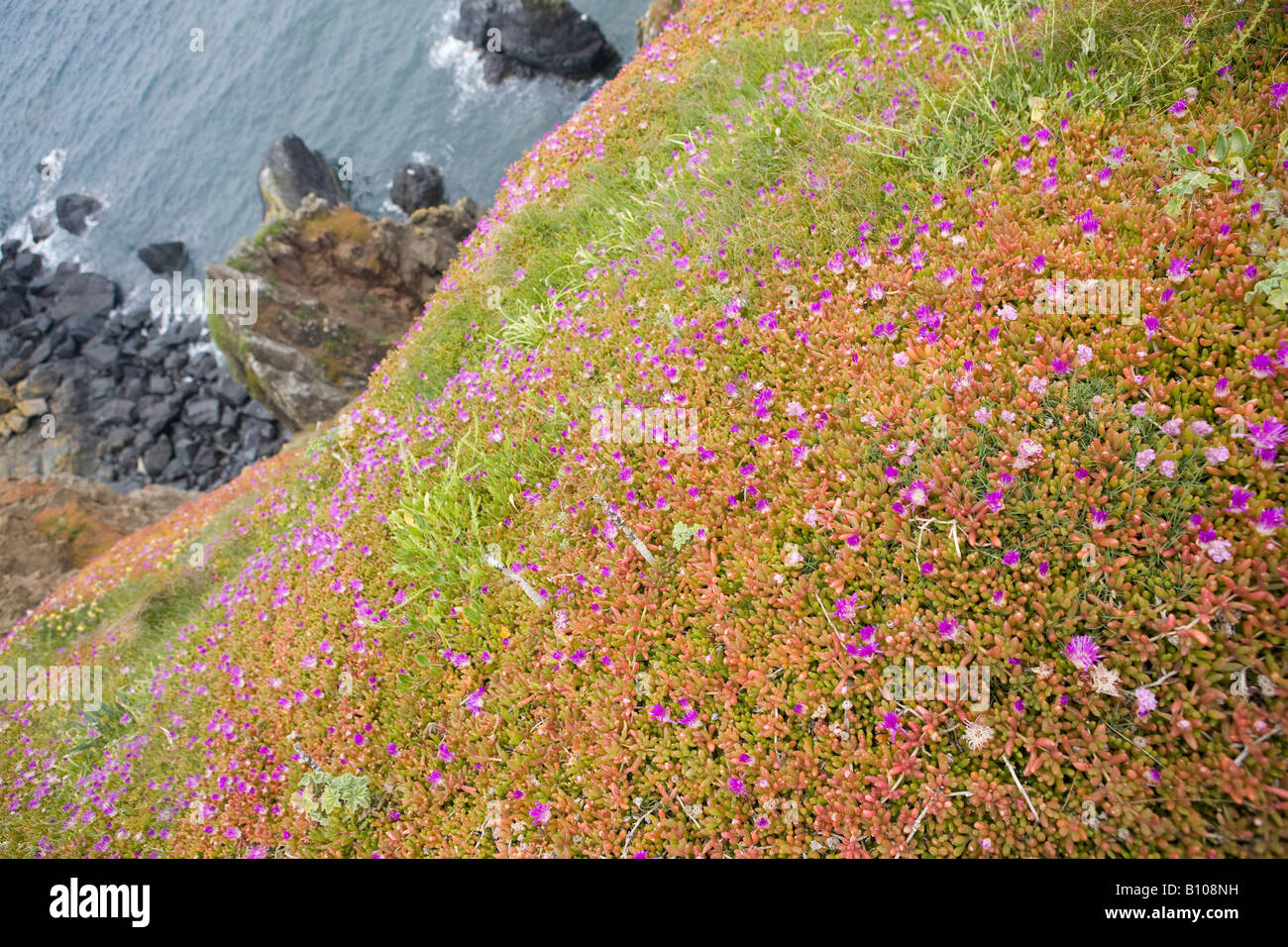 Cliffs with purple dewplant flowers Stock Photo - Alamy