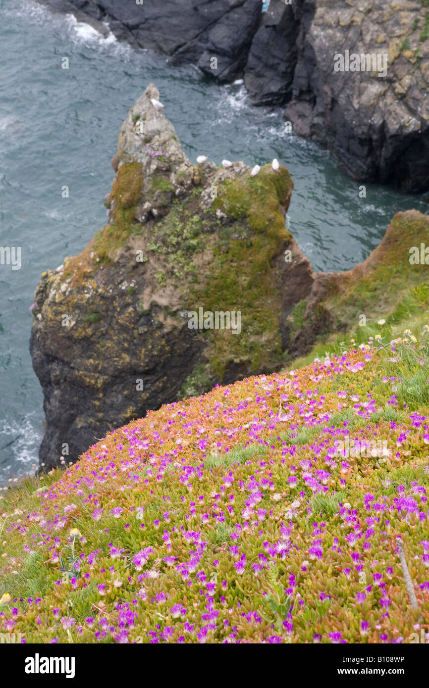 Cliffs with purple dewplant flowers Stock Photo - Alamy