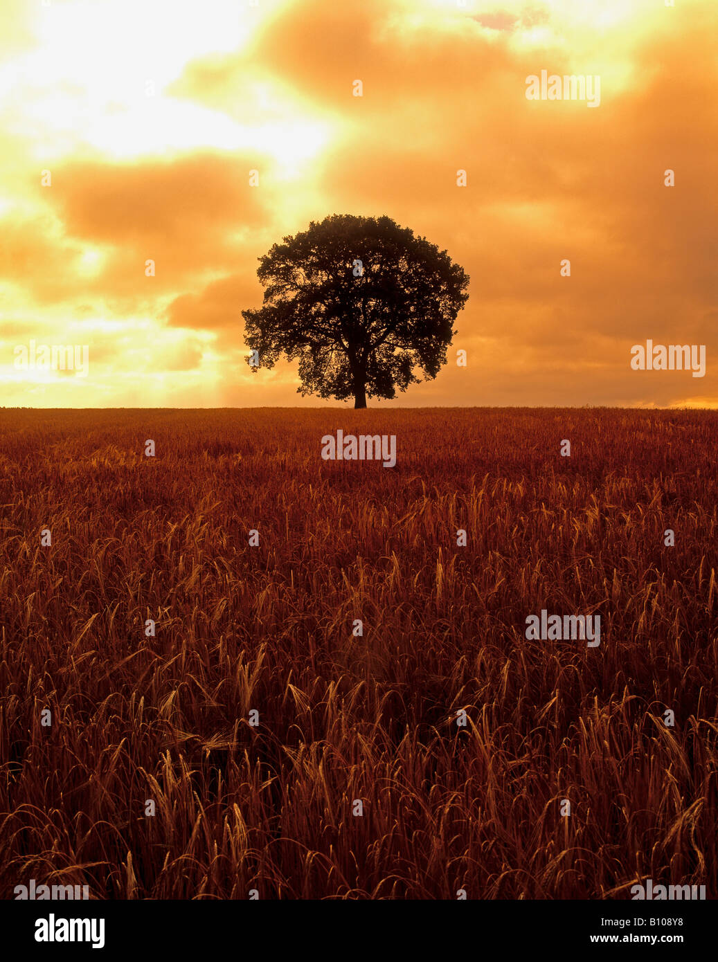 Oak Tree in a barley field, Ireland Stock Photo - Alamy