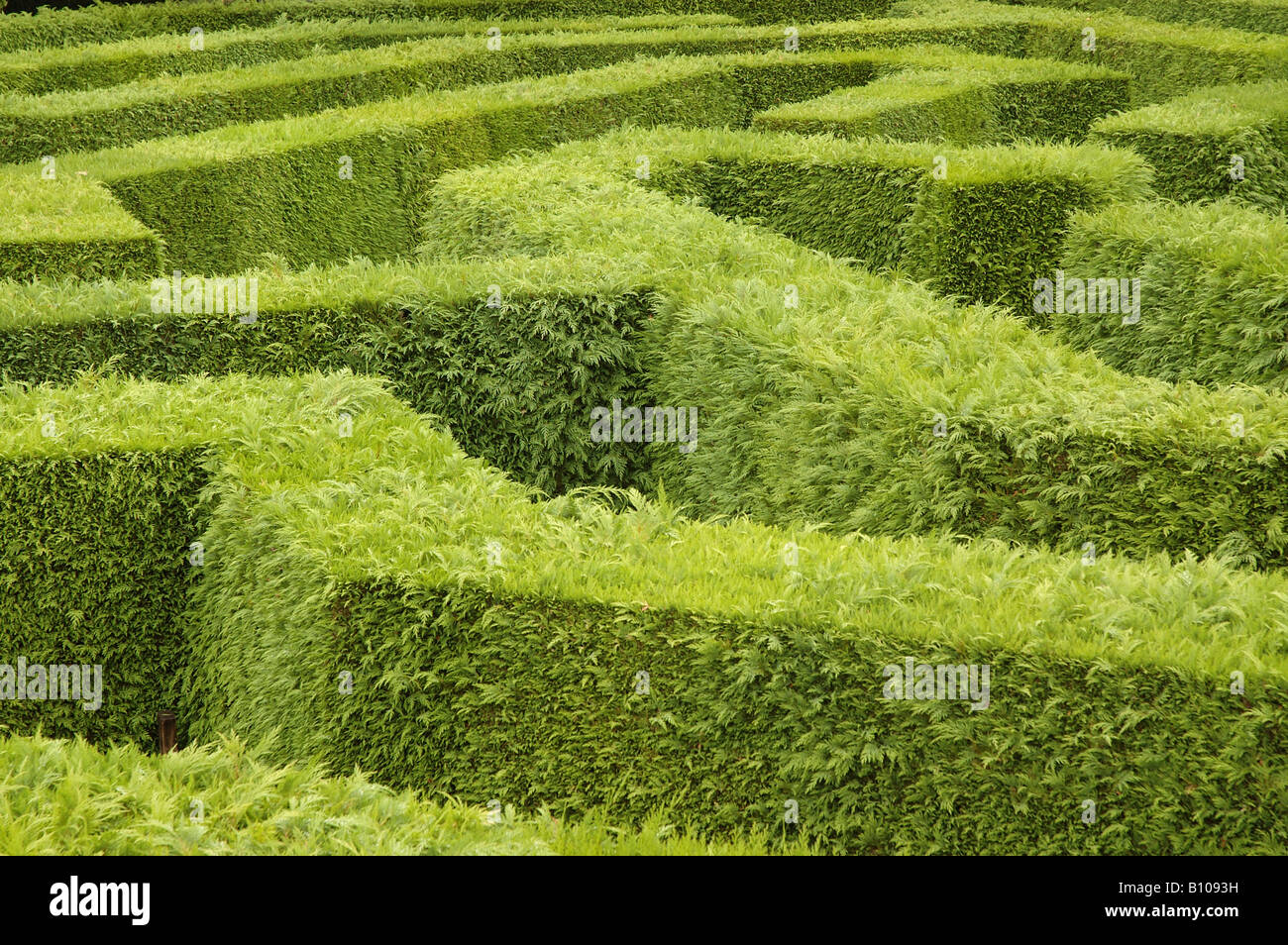 Hedgerow maze hi-res stock photography and images - Alamy