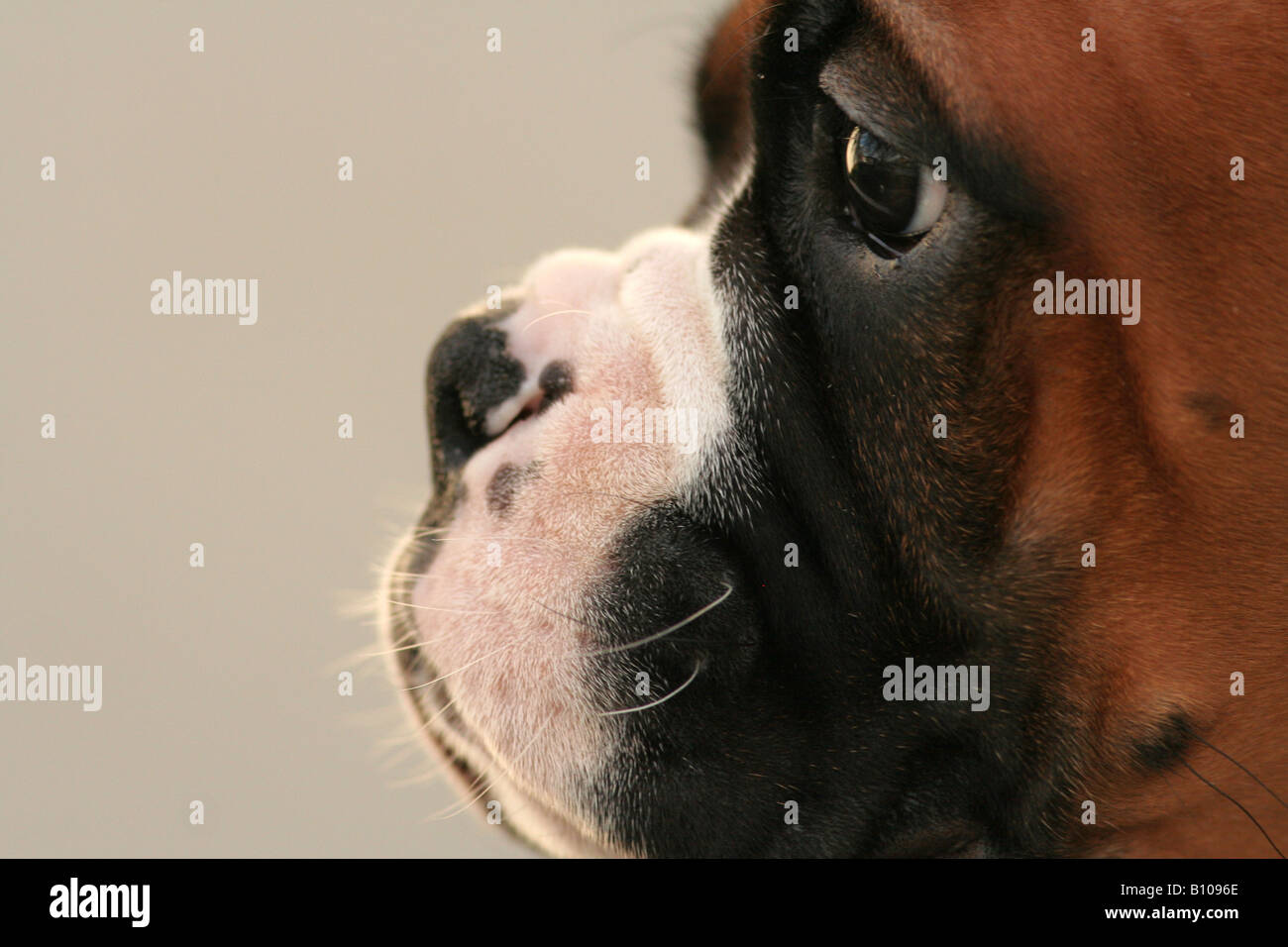 boxer puppy profile Stock Photo - Alamy