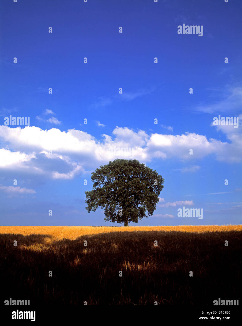 Oak tree in a barley field, Ireland Stock Photo - Alamy