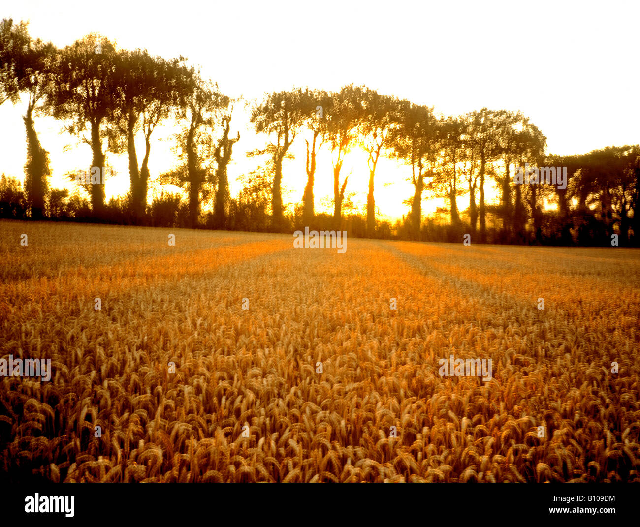 Wheat field, Ireland Stock Photo - Alamy