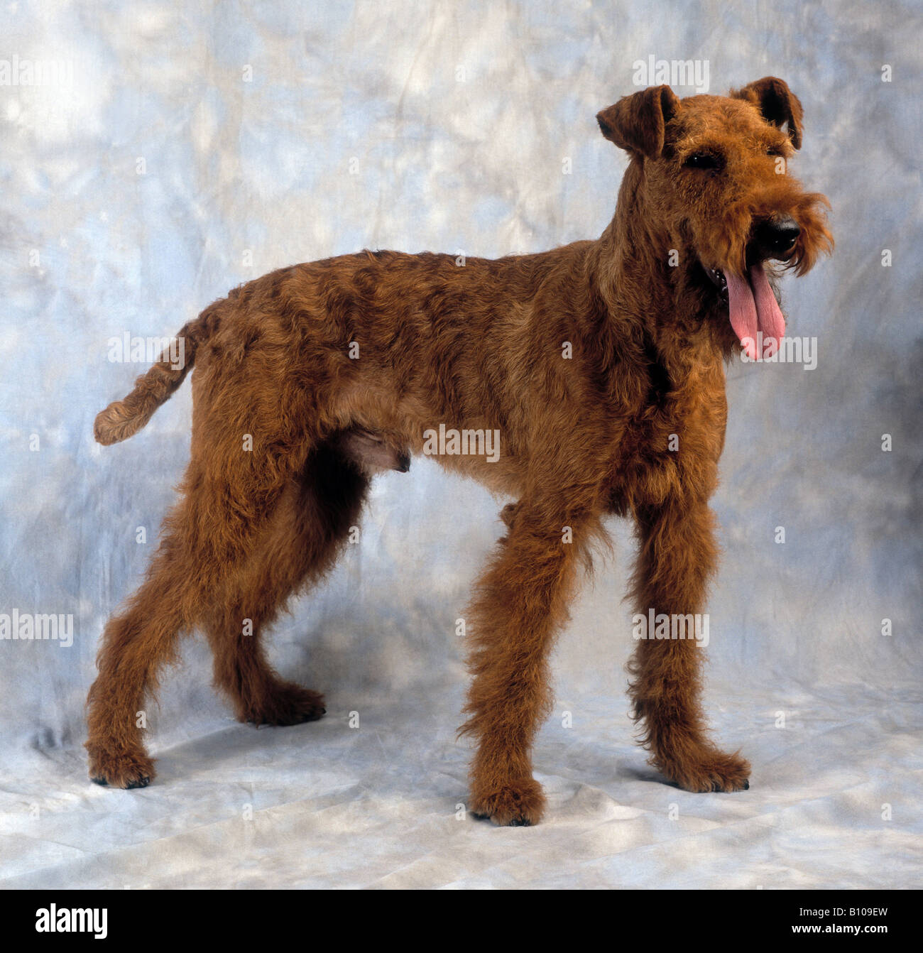 Domesticanimals hi-res stock photography and images - Alamy