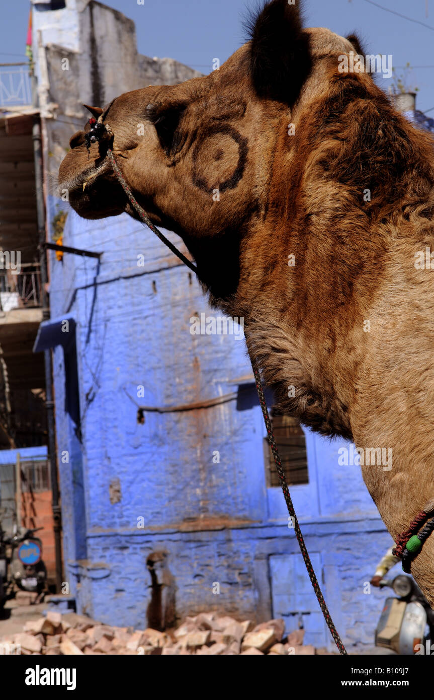 A colorful Camel in the streets of Jodhpur Rajasthan India Stock Photo ...