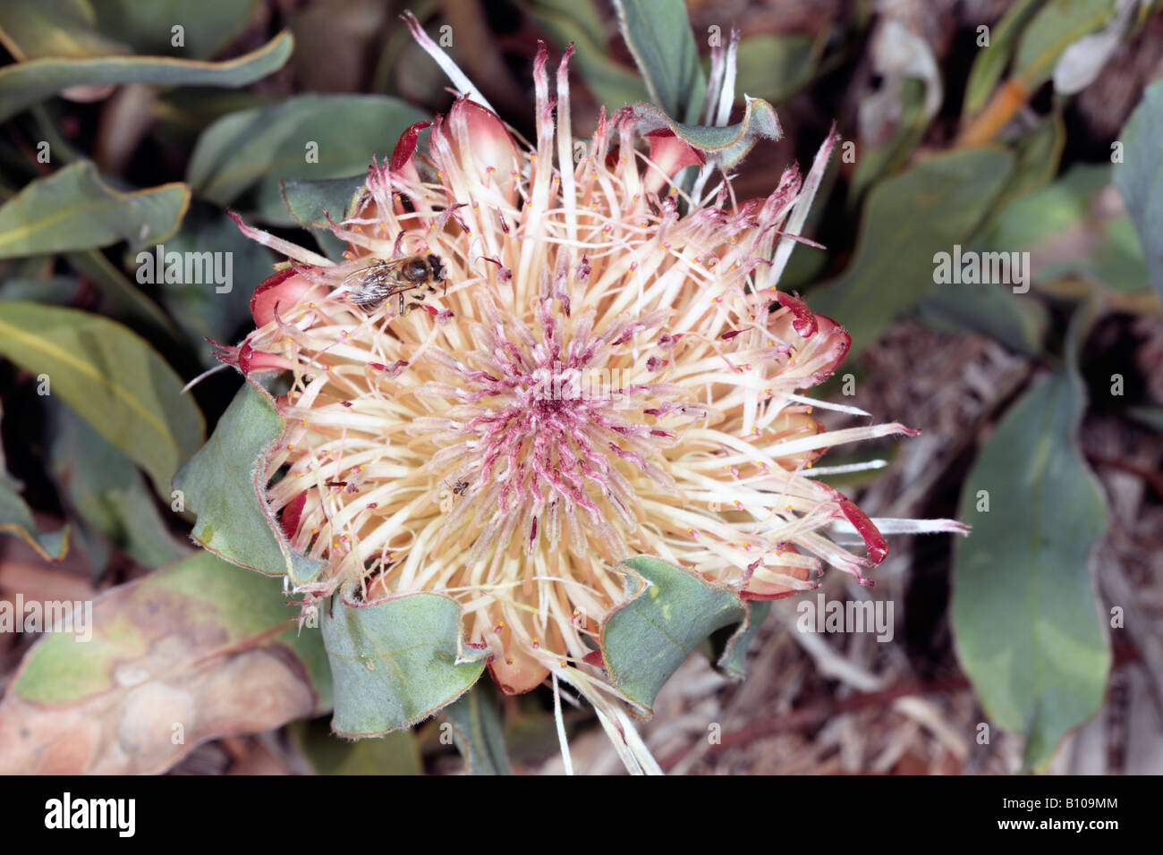 Stink-leaf Sugarbush and Honey Bee-Protea susannae and Apis mellifera ...